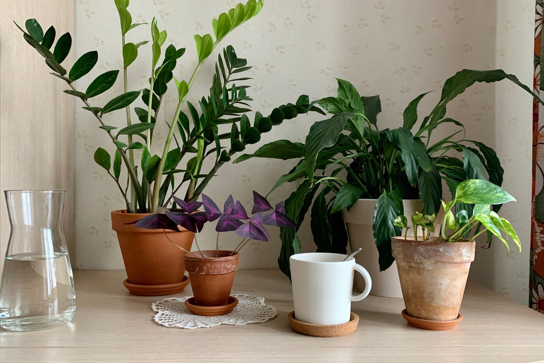 All Plants – Jungle Relics