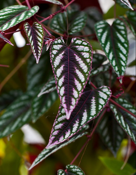 Dick's Sticks and Exotics - Cissus Discolor. 2-3 inch starter plant ...