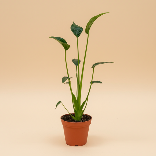 Alocasia Tiny Dancer Plant – Jungle Relics