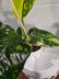 Green Congo Nuclear Philodendron Rare 4" Plant – Jungle Relics