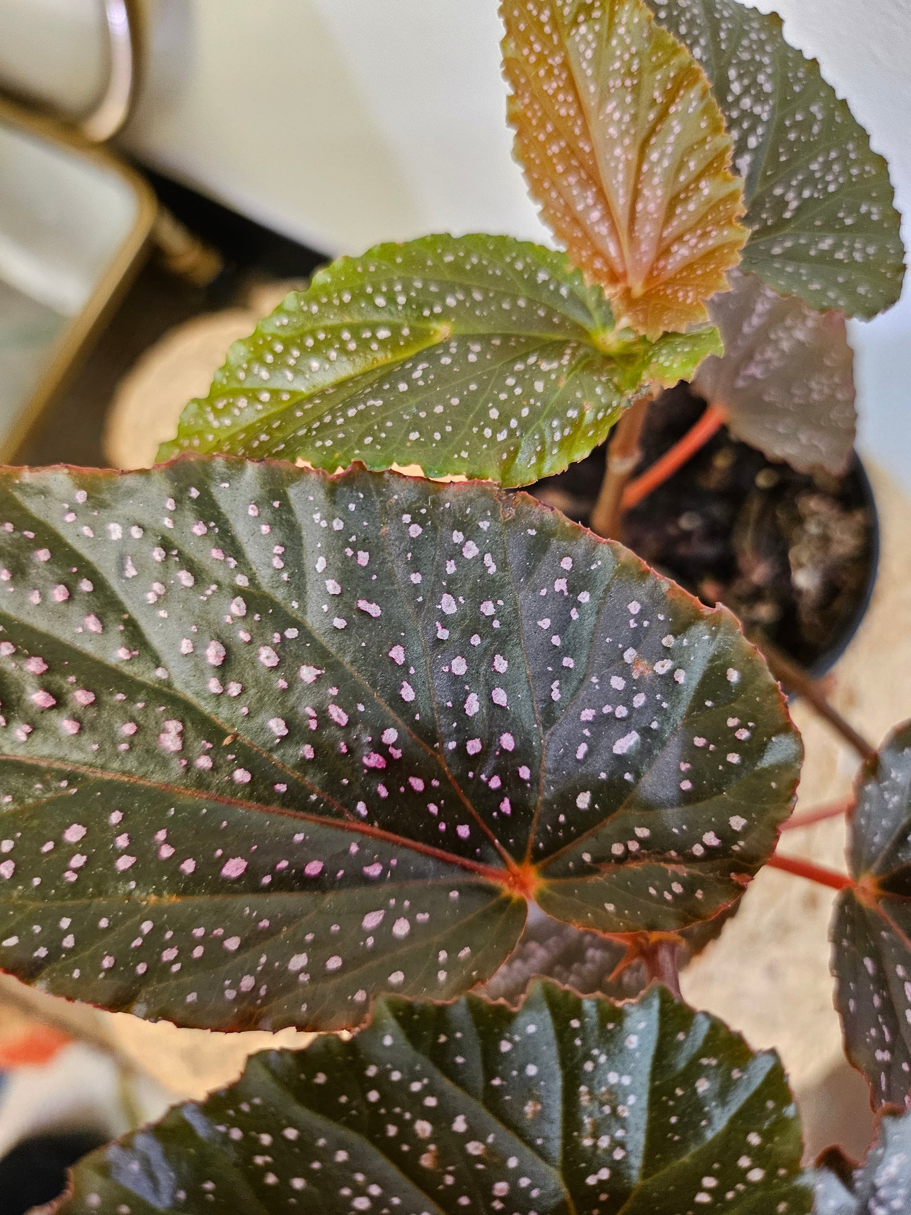 Begonia Maculata Pink Polka Dot Begonia 4" Plant – Jungle Relics