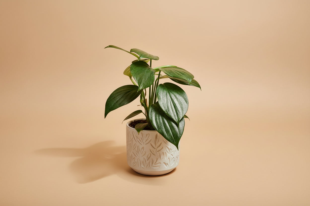 Dragon Tail Philodendron 6" Plant (Philodendron bipinnatifidum ‘Dragon ...