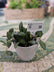 Assorted 4" Hoya Plant Collection – Jungle Relics