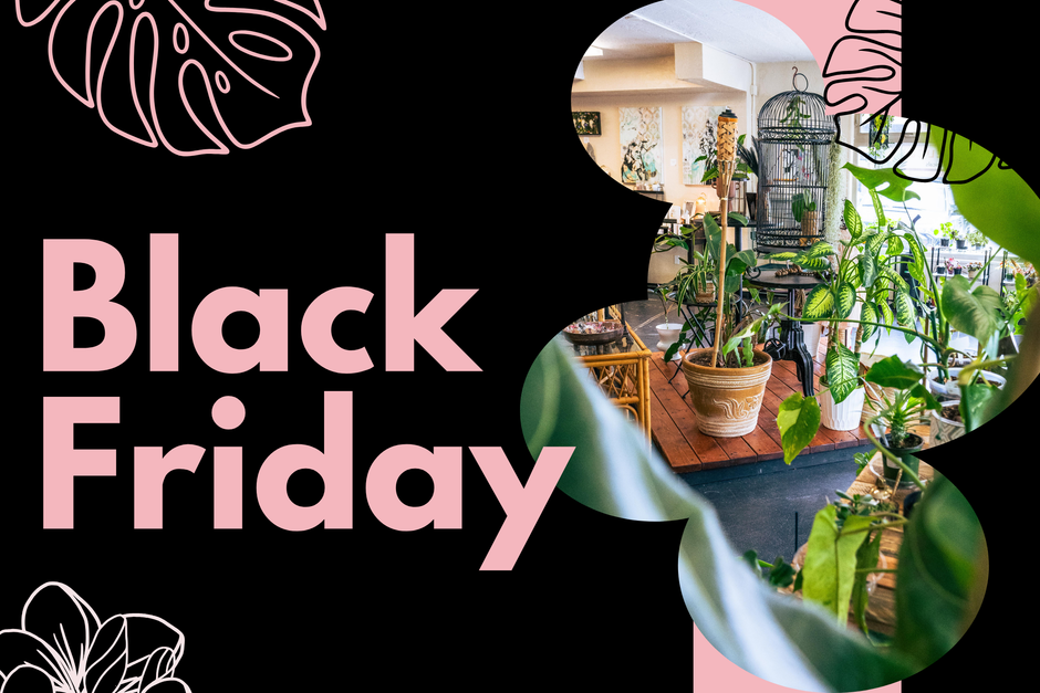 Beginner-Friendly Rare House Plants (Yes, They Exist!) – Jungle Relics